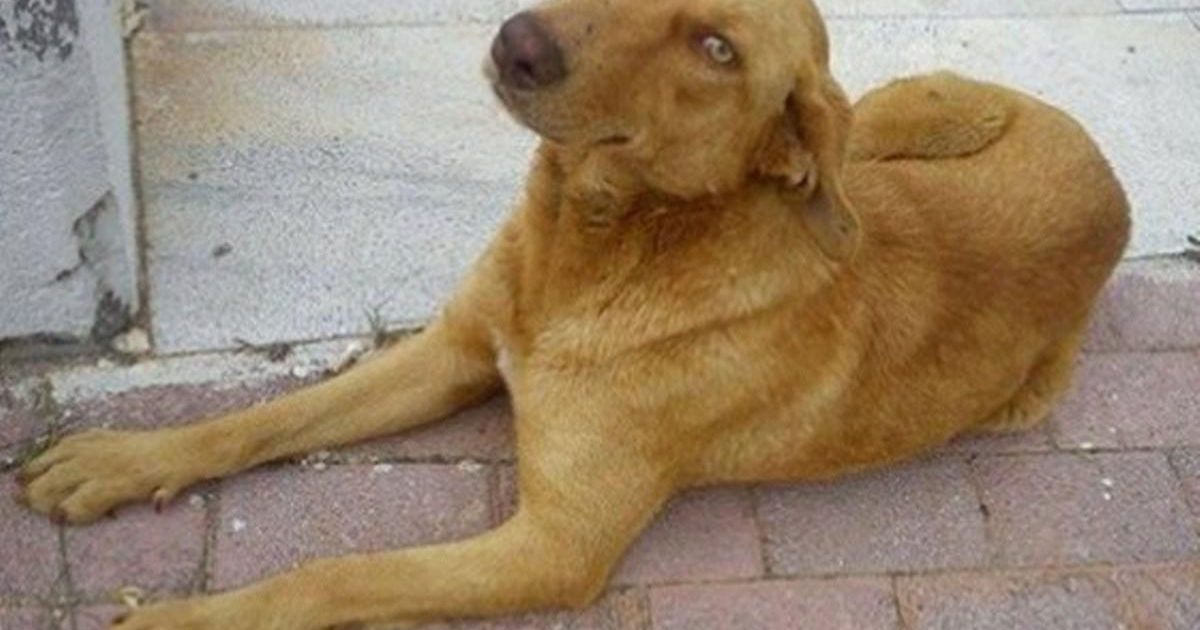 Υιοθετήθηκε η Καφετούλα μετά από δύο χρόνια αναμονής! | CityPatras
