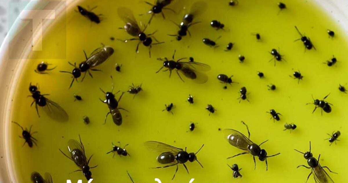 Βάλτε τέλος στα ενοχλητικά έντομα με αυτό το κόλπο που θα κάνετε μόνοι ...