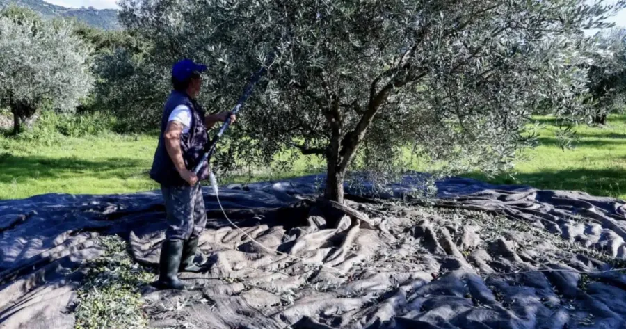 «BOMBA» για όσους έχουν ελιές στην Ελλάδα, ακόμη κι αν δεν τις μαζεύουν ...